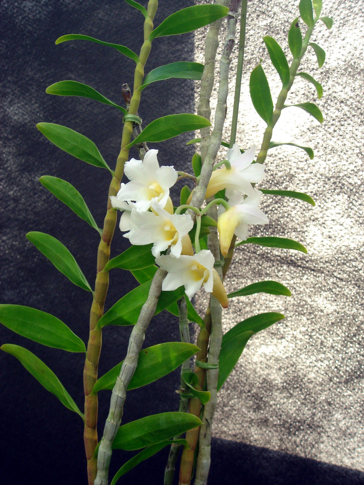 Dendrobium (pac-ter)